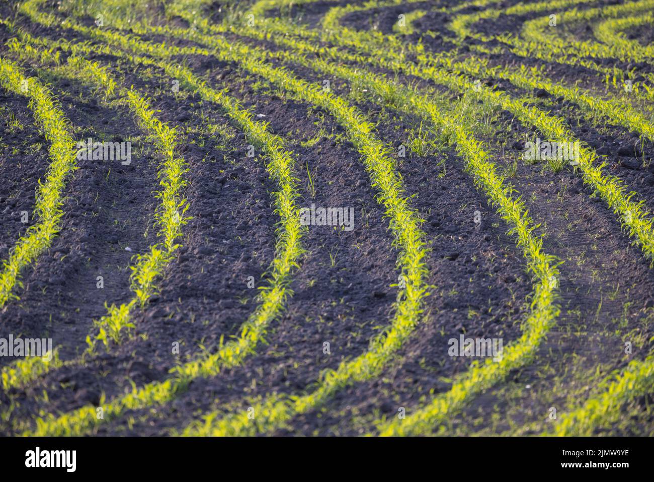 Farm field with Rows of young corn shoots on a cornfield, rural ...