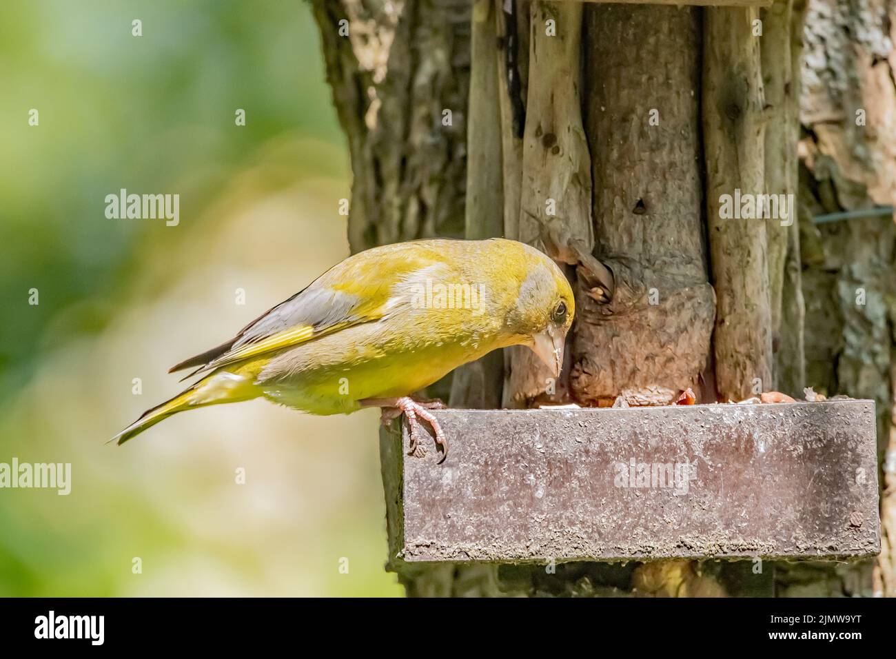 Kra ftiger schnabel hi-res stock photography and images - Alamy