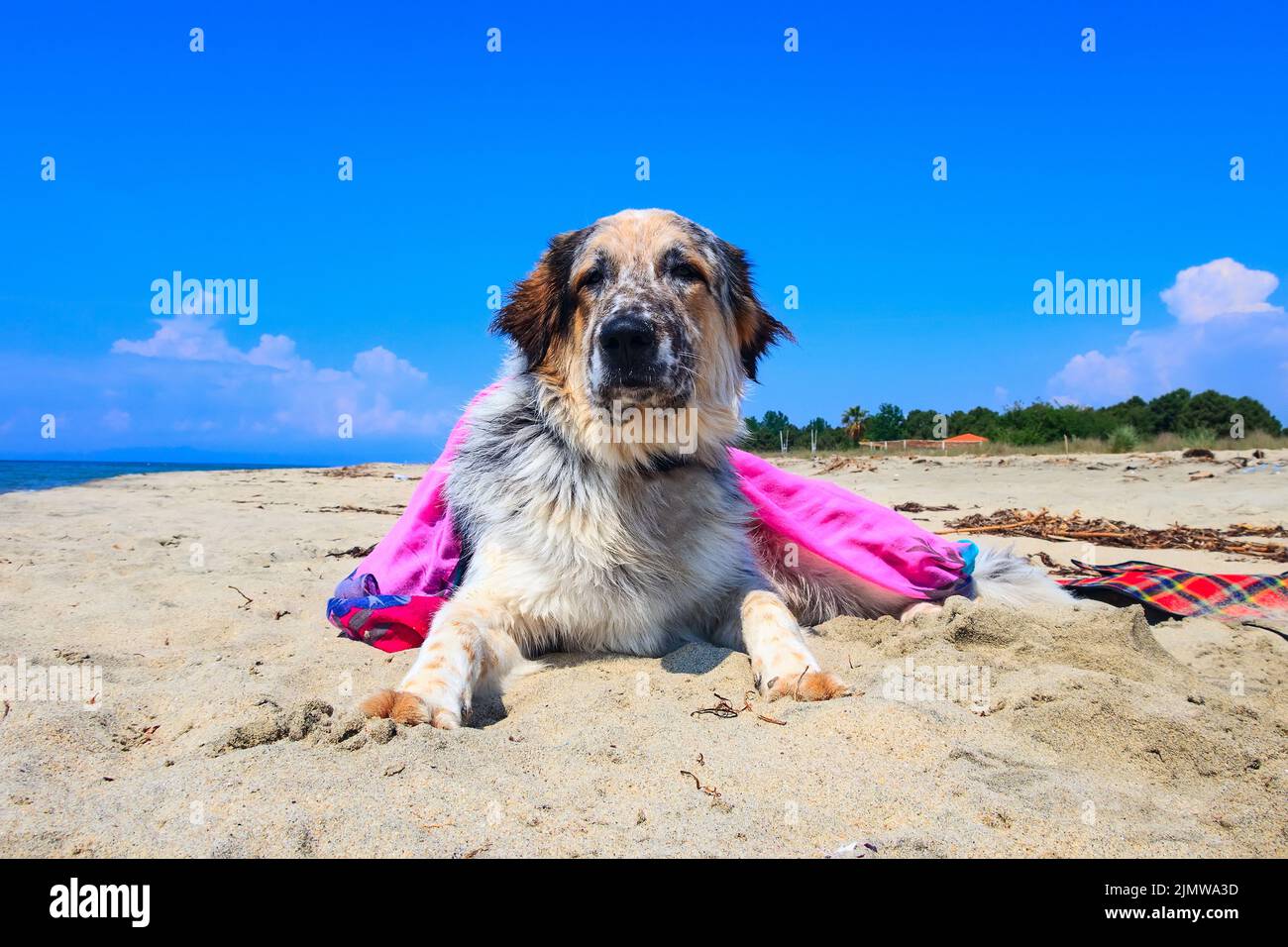 Fuzzy dog at the beach Stock Photo - Alamy