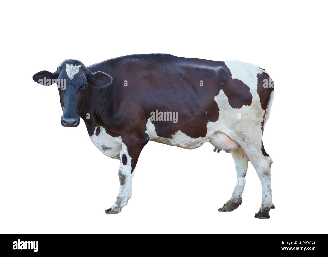 Holstein friesian cattle standing Cut Out Stock Images & Pictures - Alamy