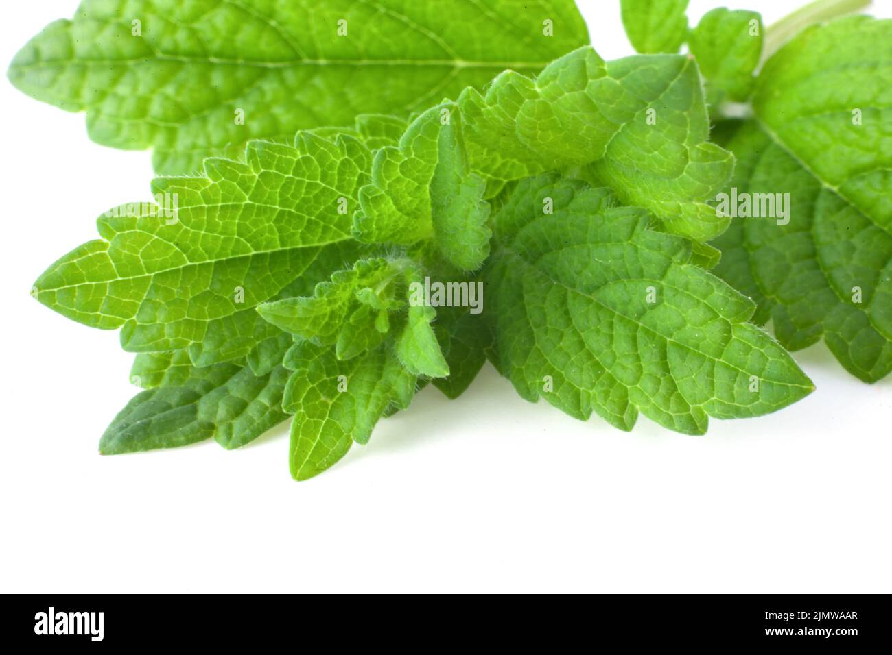 Bunch of lemon balm or melissa plant isolated on white background Stock ...