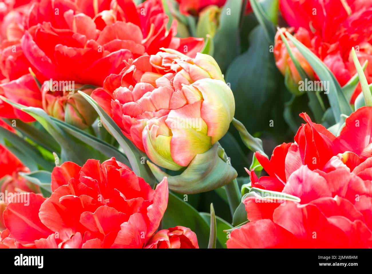 Red terry tulip on a blurred background, horizontal format Stock Photo ...