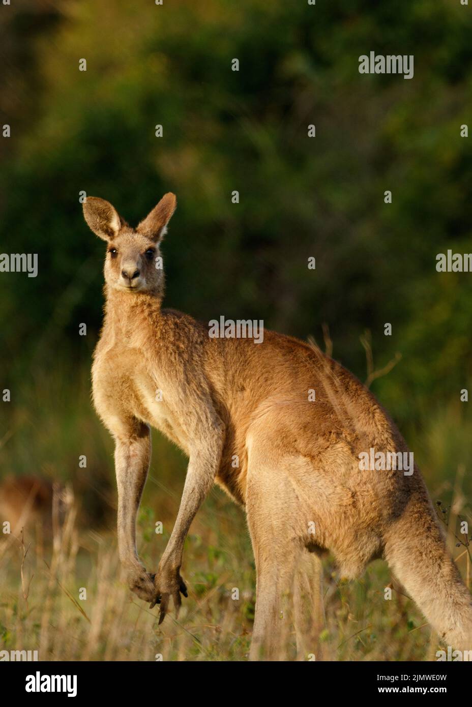 Large Male Eastern Grey Kangaroo (Macropus giganteus) in the Tinchi Tamba Wetlands, Queensland ...