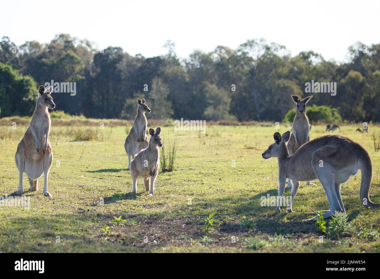 Eastern Grey Kangaroo (Macropus giganteus) in open grassy field Stock ...