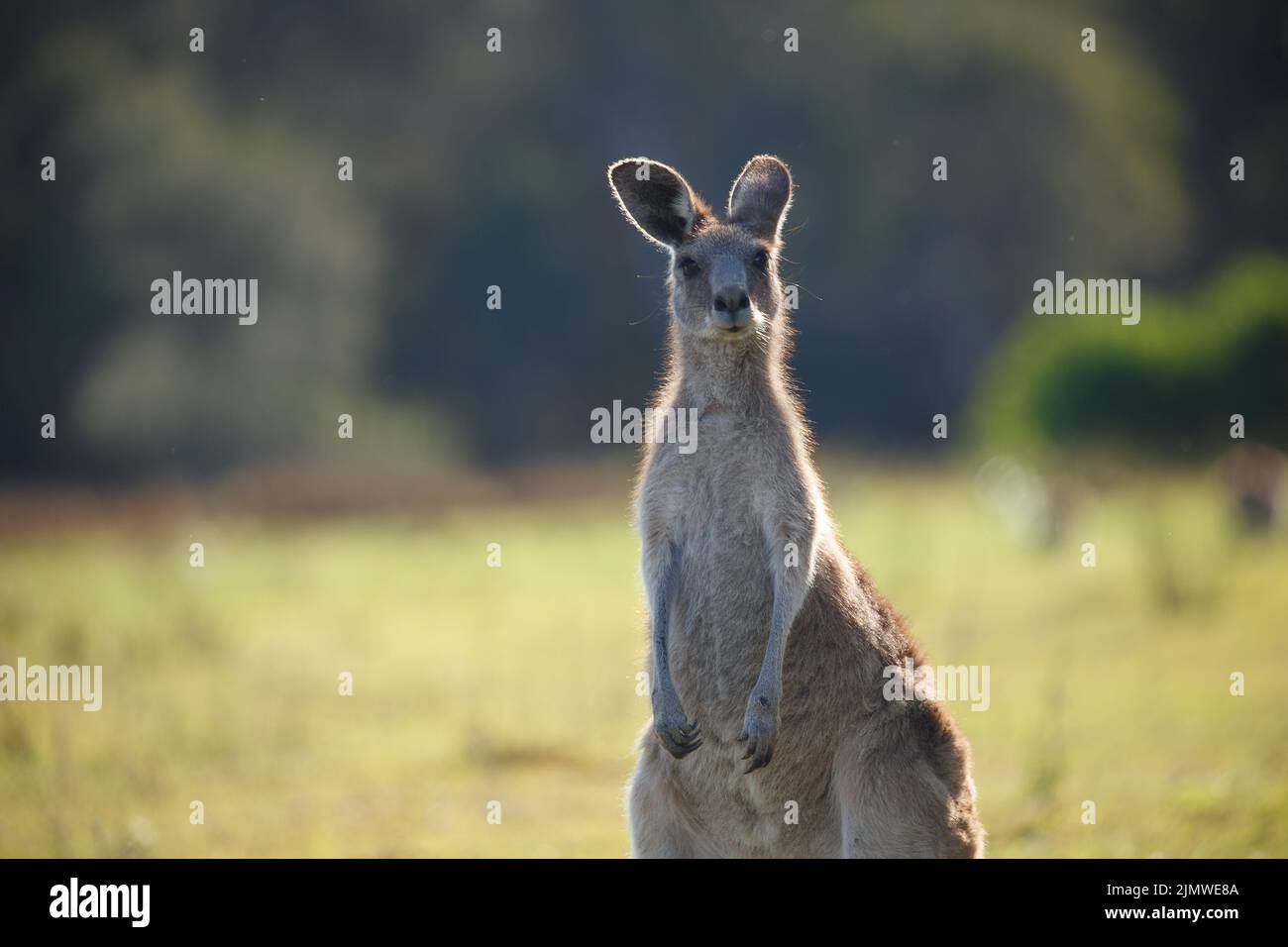 Eastern Grey Kangaroo (Macropus giganteus) in open grassy field Stock ...