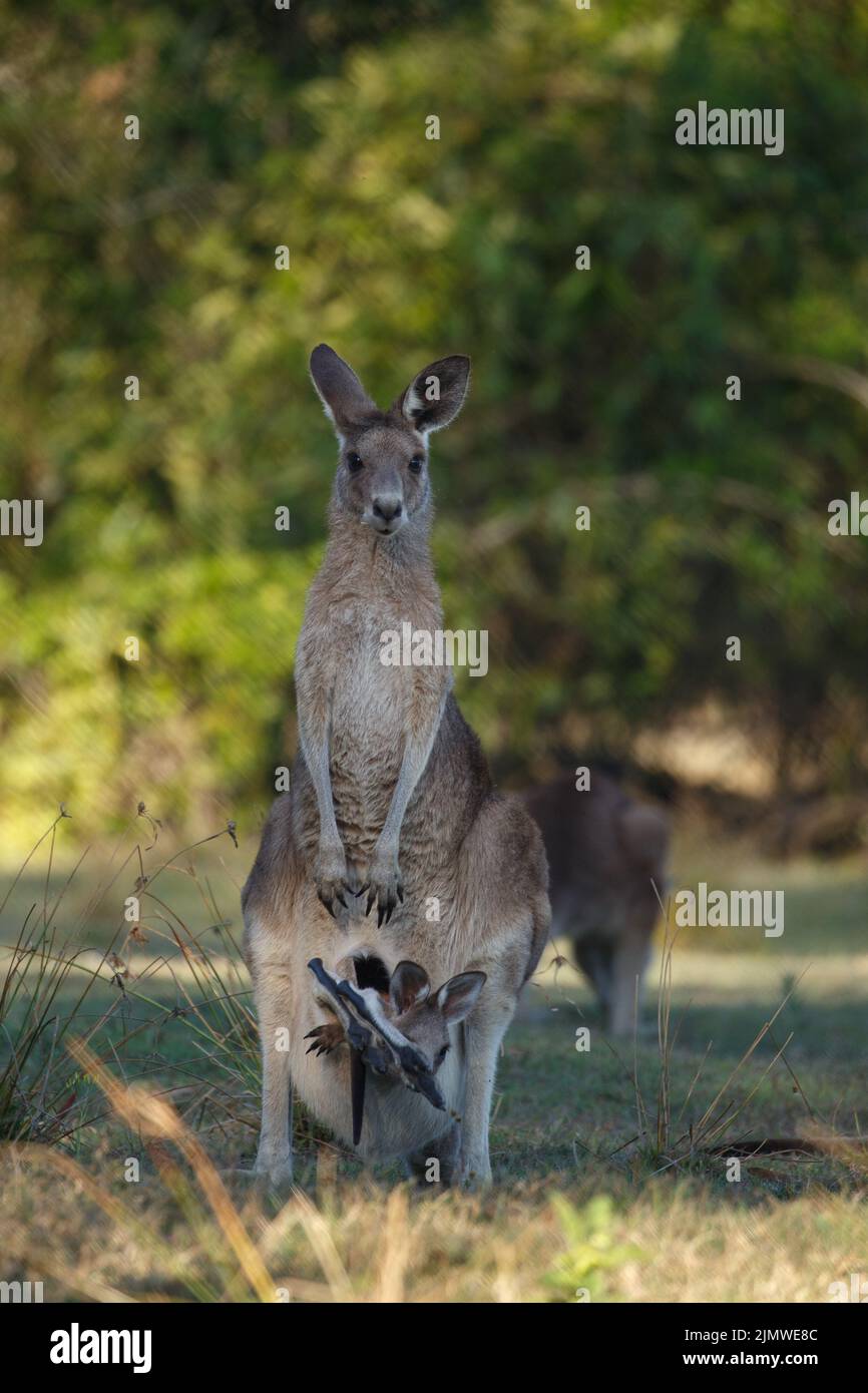 Eastern grey buck kangaroo hi-res stock photography and images - Alamy