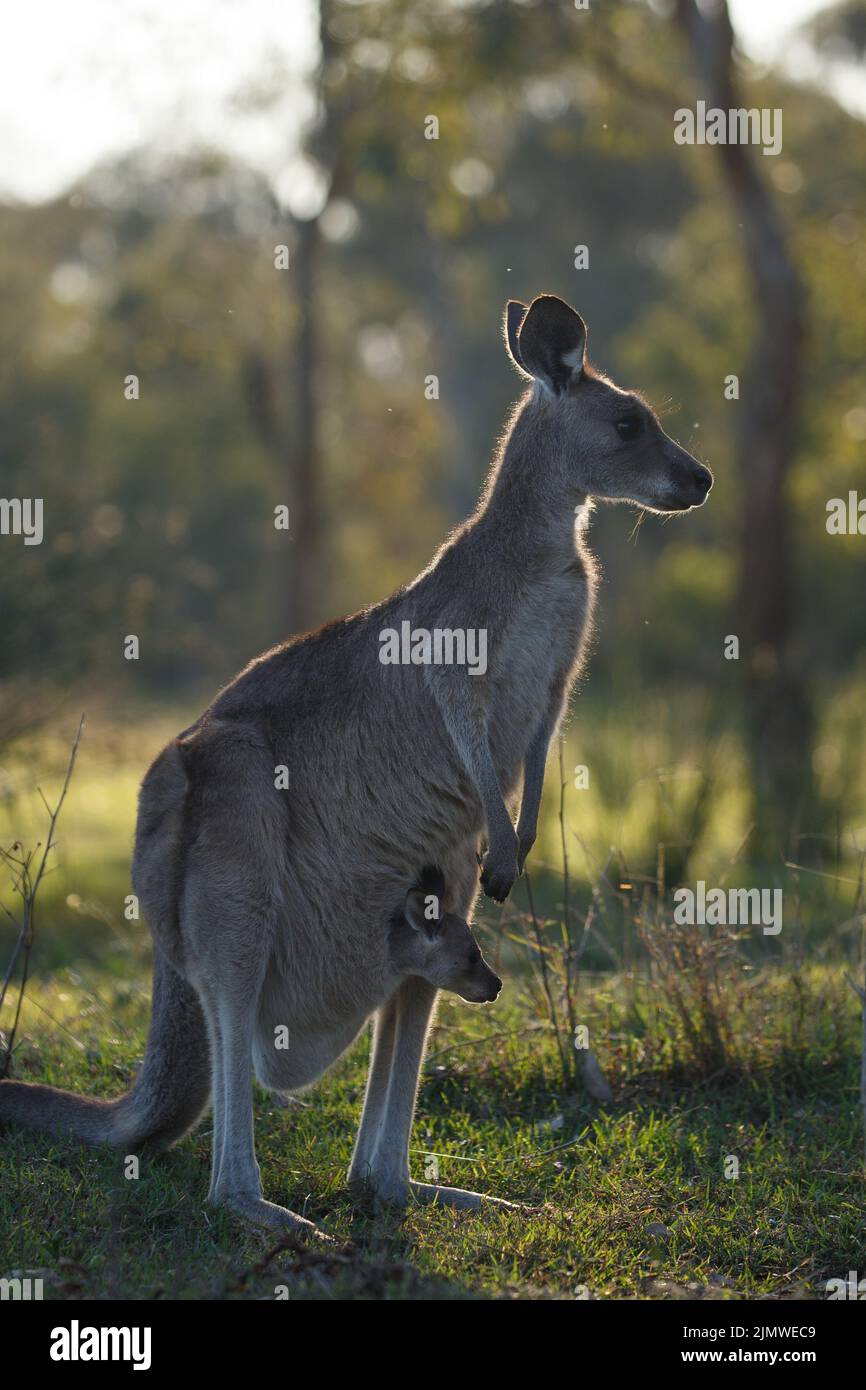 Eastern grey buck kangaroo hi-res stock photography and images - Alamy