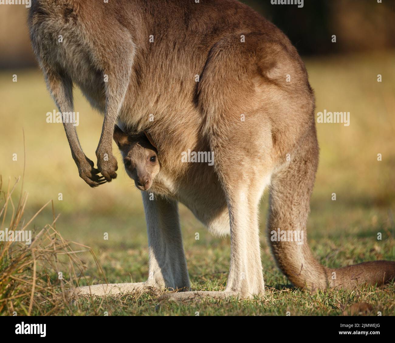 Eastern grey buck kangaroo hi-res stock photography and images - Alamy