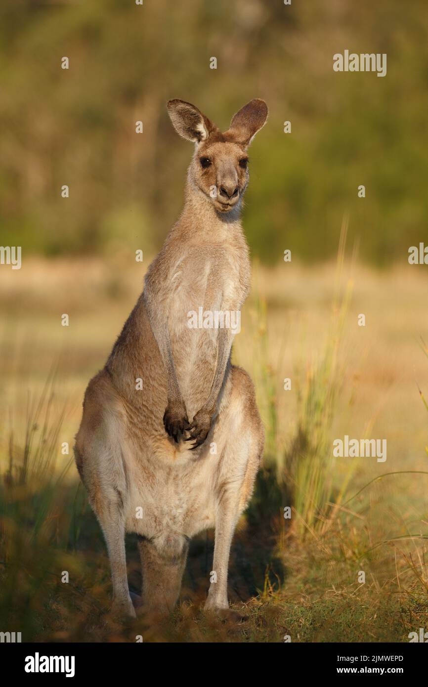 Eastern grey buck kangaroo hi-res stock photography and images - Alamy