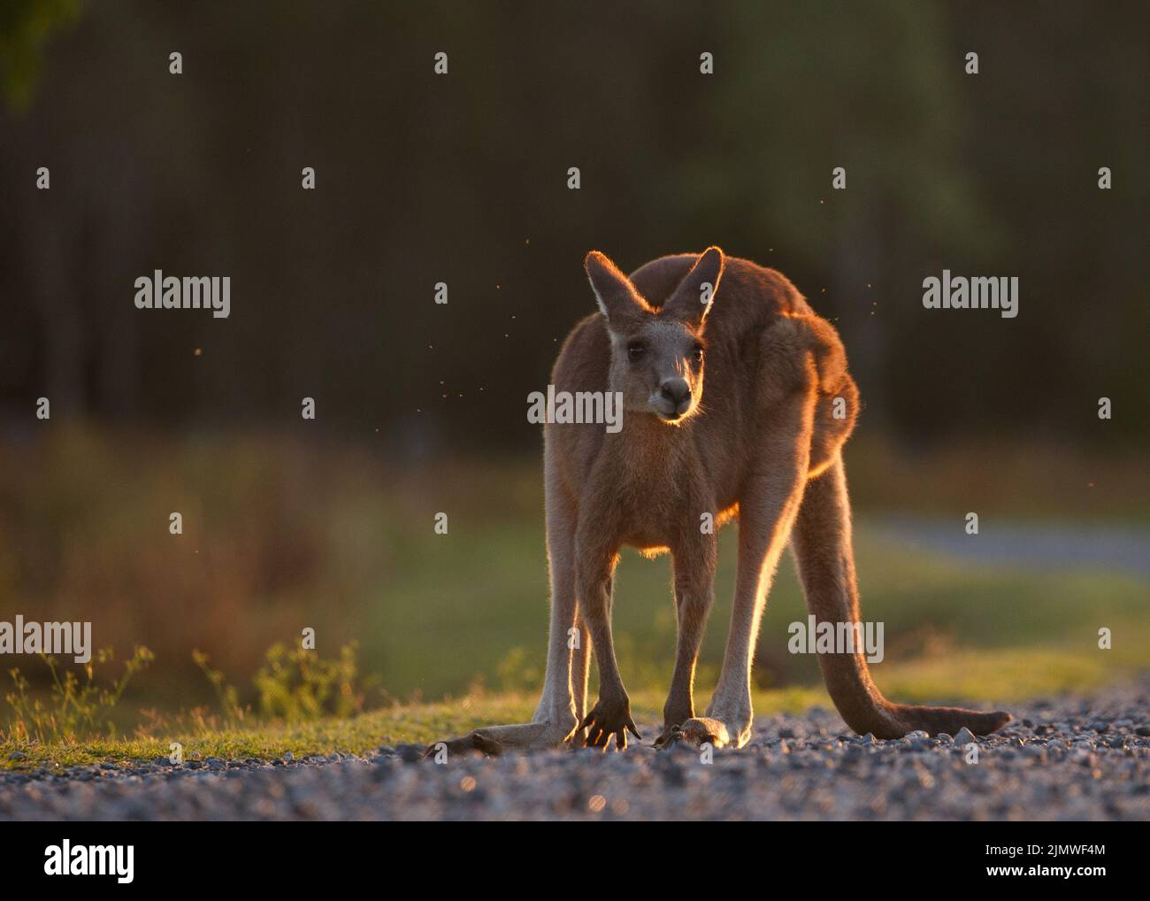 Fieldtern grey kangaroo hi-res stock photography and images - Alamy
