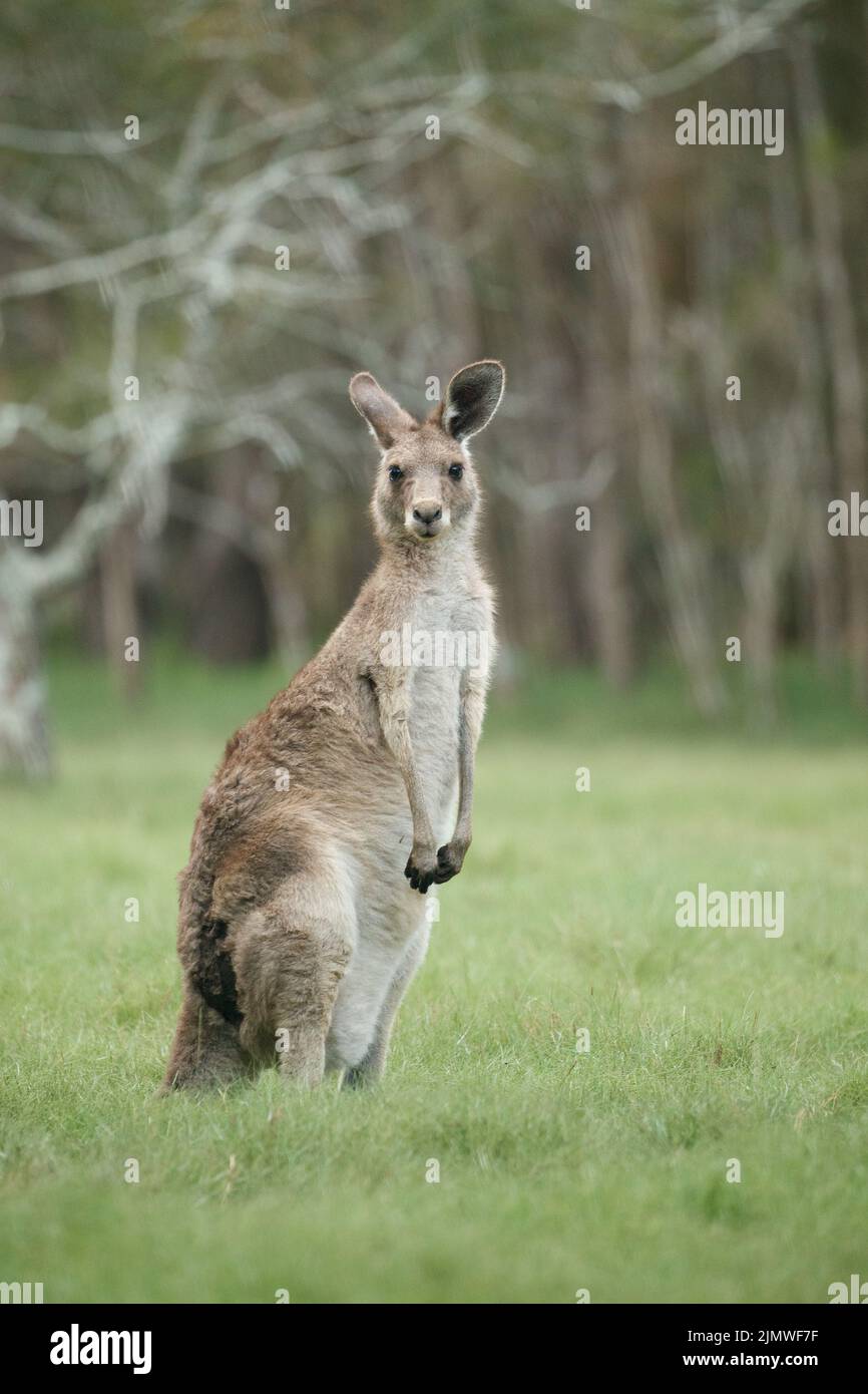 Eastern Grey Kangaroo (Macropus giganteus) Tinchi Tamba Wetlands ...