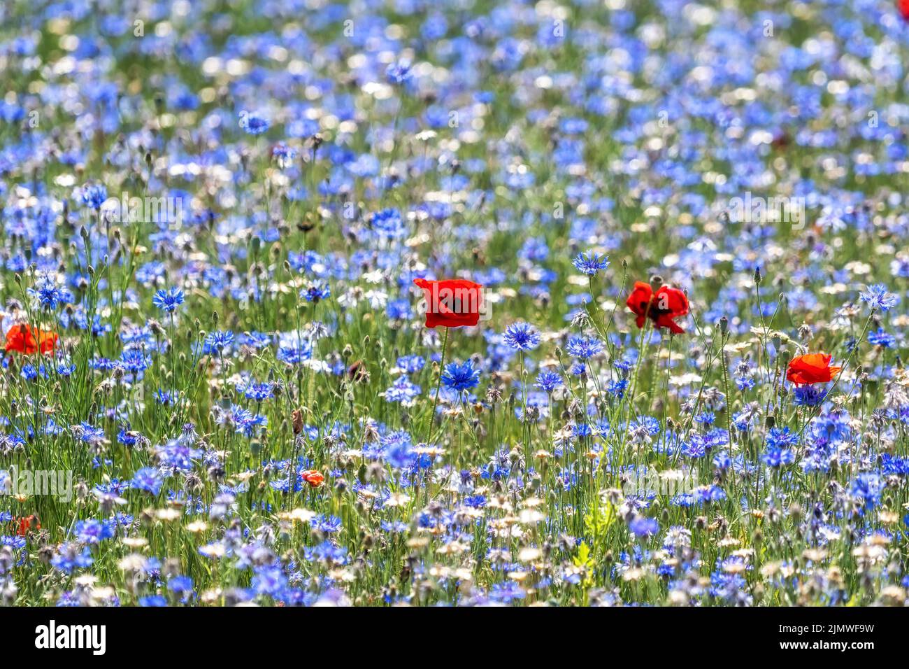 Cornflower field in Han River Stock Photo - Alamy