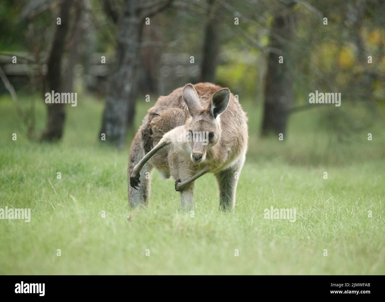 Eastern Grey Kangaroo (Macropus giganteus) Tinchi Tamba Wetlands ...
