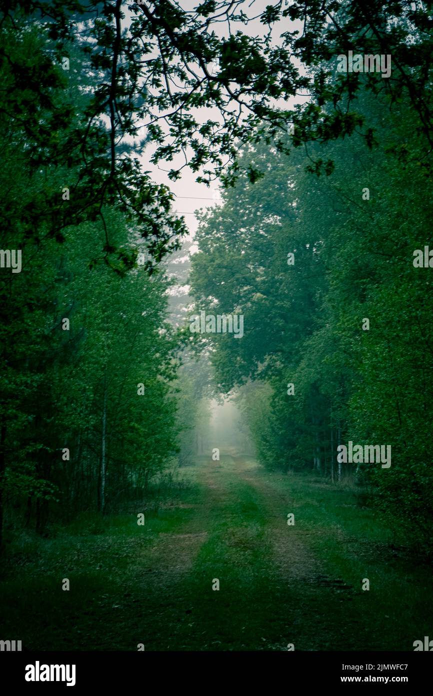 Walkway Lane Path With Green Trees in a foggy Forest. Beautiful Alley ...