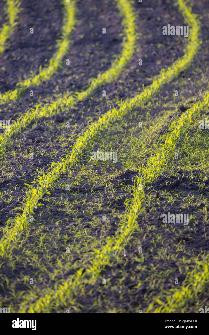 Farm field with Rows of young corn shoots on a cornfield, rural ...