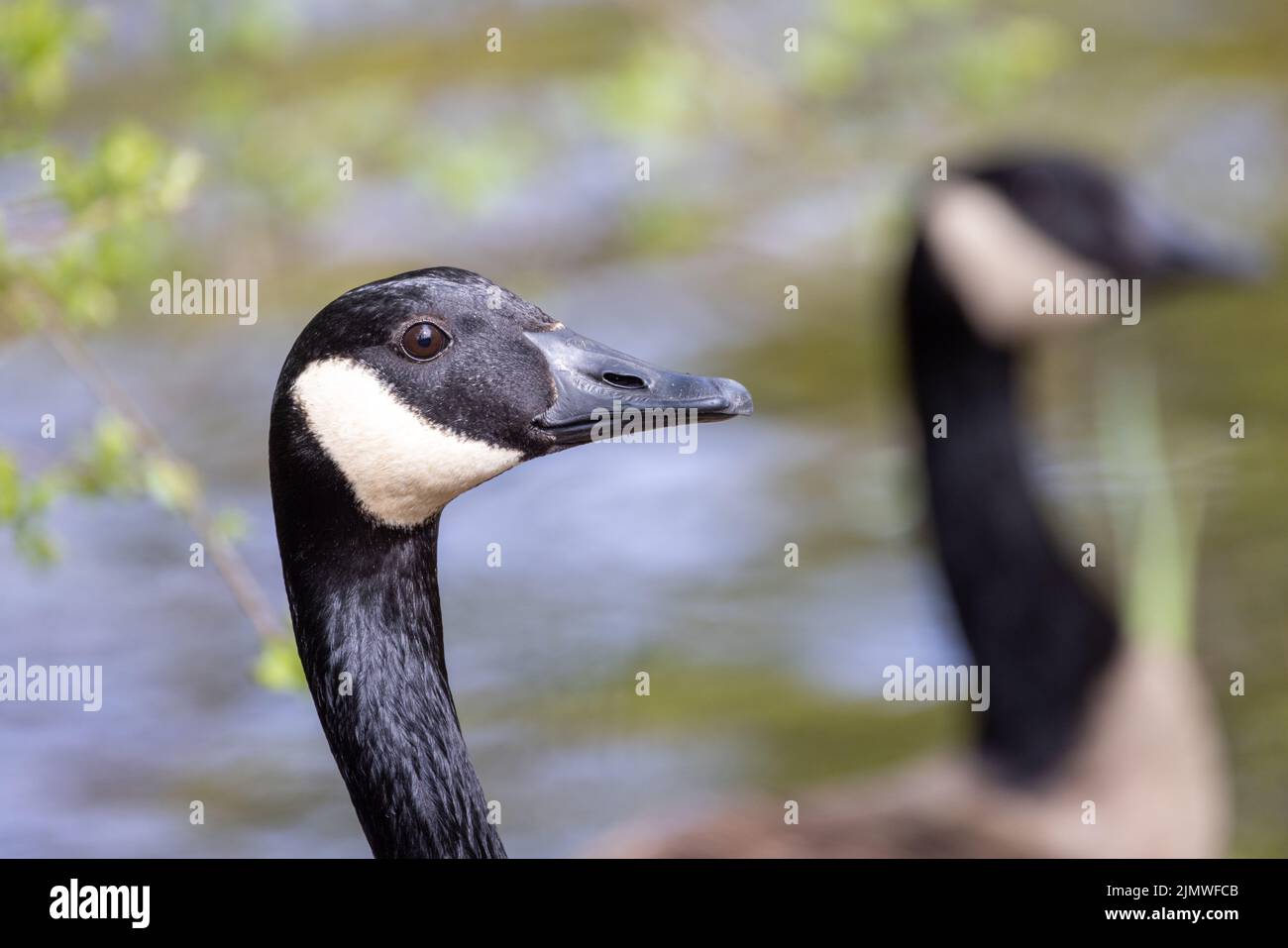 Canadian Goose, branta canadensis, portrait or close up Head Shot Stock ...