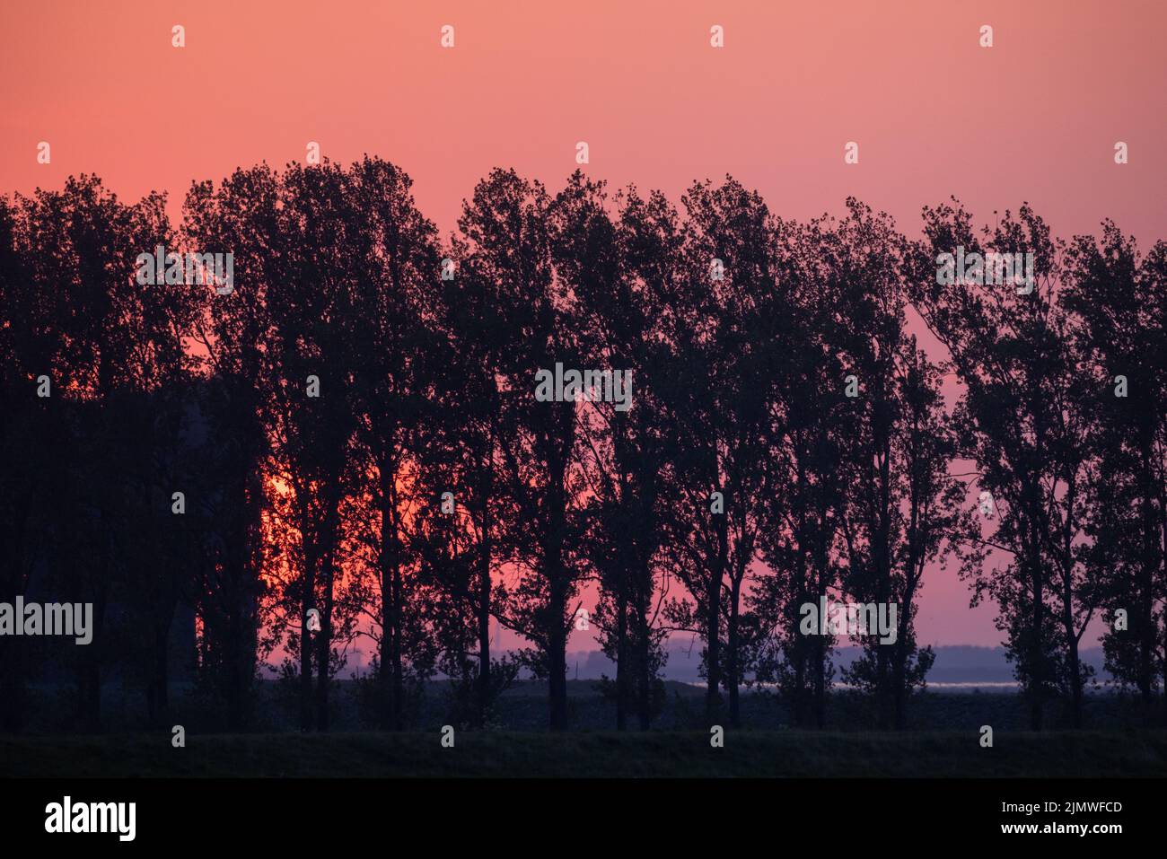 Backlit trees hi-res stock photography and images - Alamy