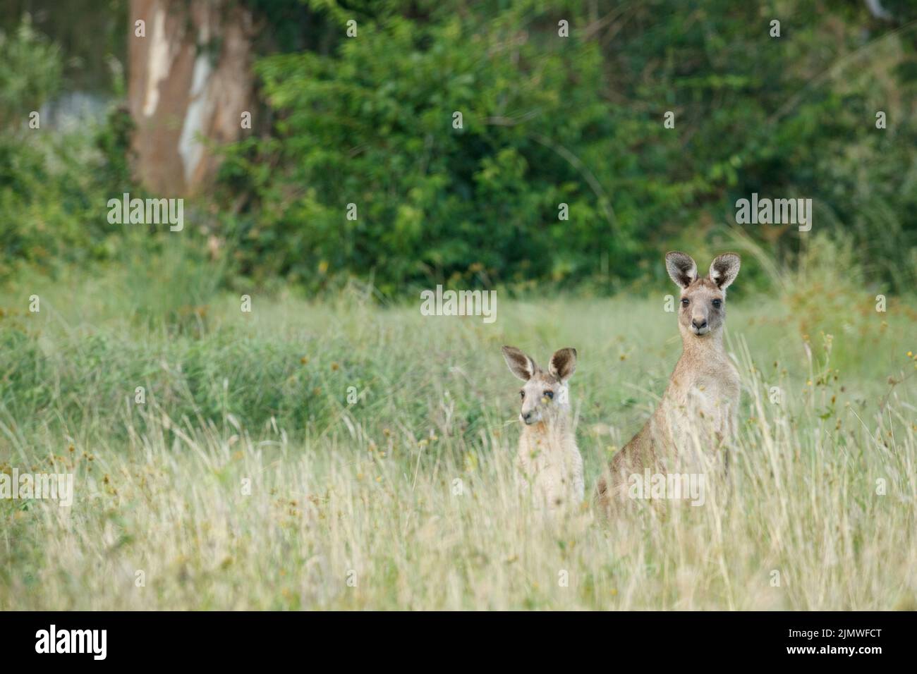 Eastern Grey Kangaroo (Macropus giganteus) Tinchi Tamba Wetlands ...