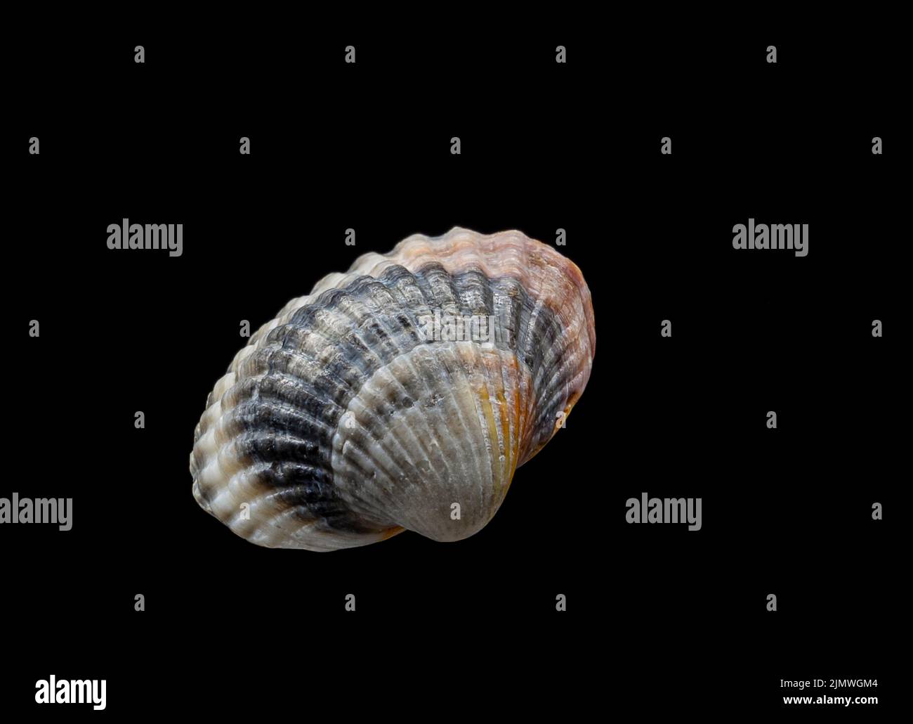 Beautiful sea shell isolated on a black background Stock Photo - Alamy