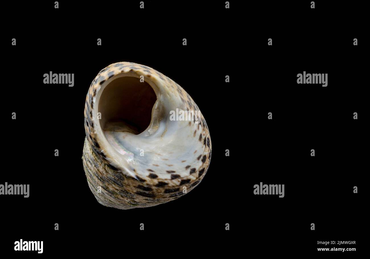 Beautiful sea shell isolated on a black background Stock Photo - Alamy