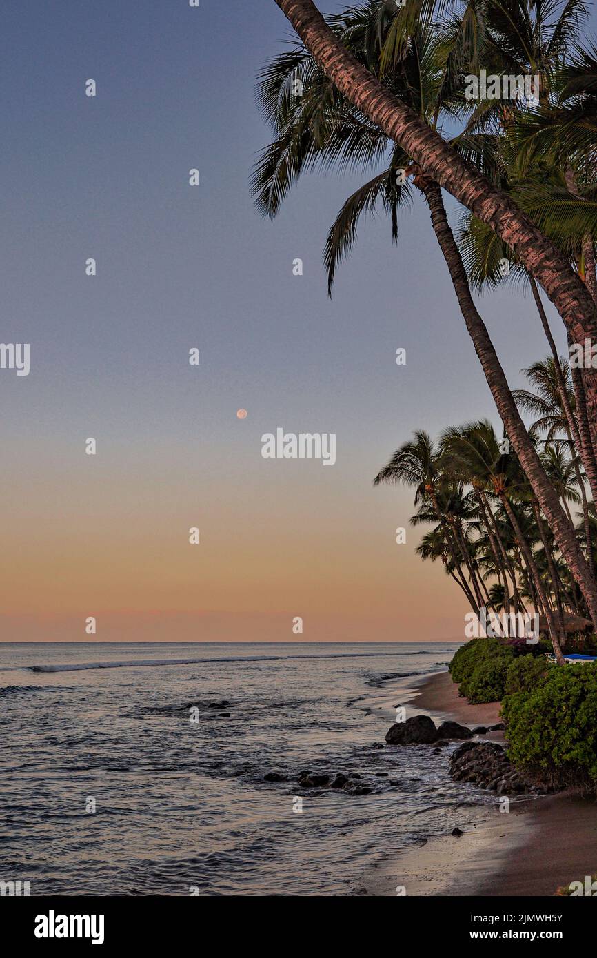 Kaanapali Beach Maui Moon Setting Over the Water with Palm Trees ...