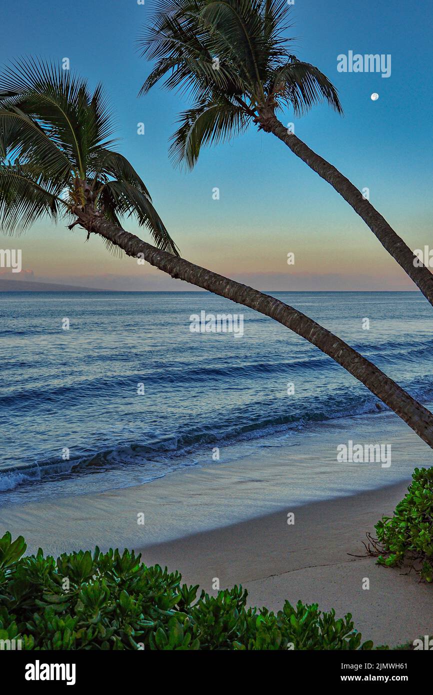 Kaanapali Beach Maui Moon Setting Over the Water with Two Palm Trees ...