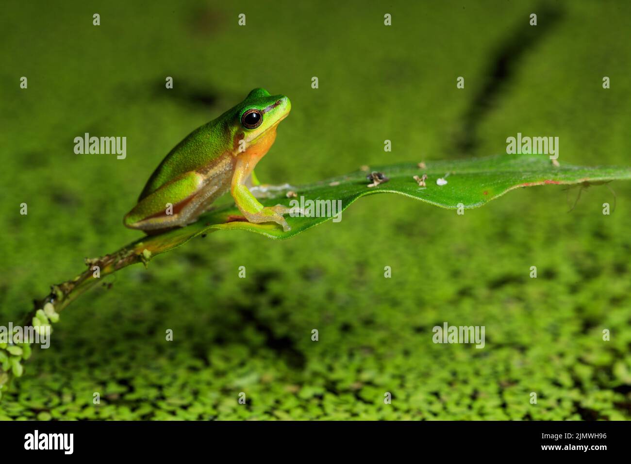 Eastern Sedge Frog (Litoria fallax) on reed in shallow temporary pond ...