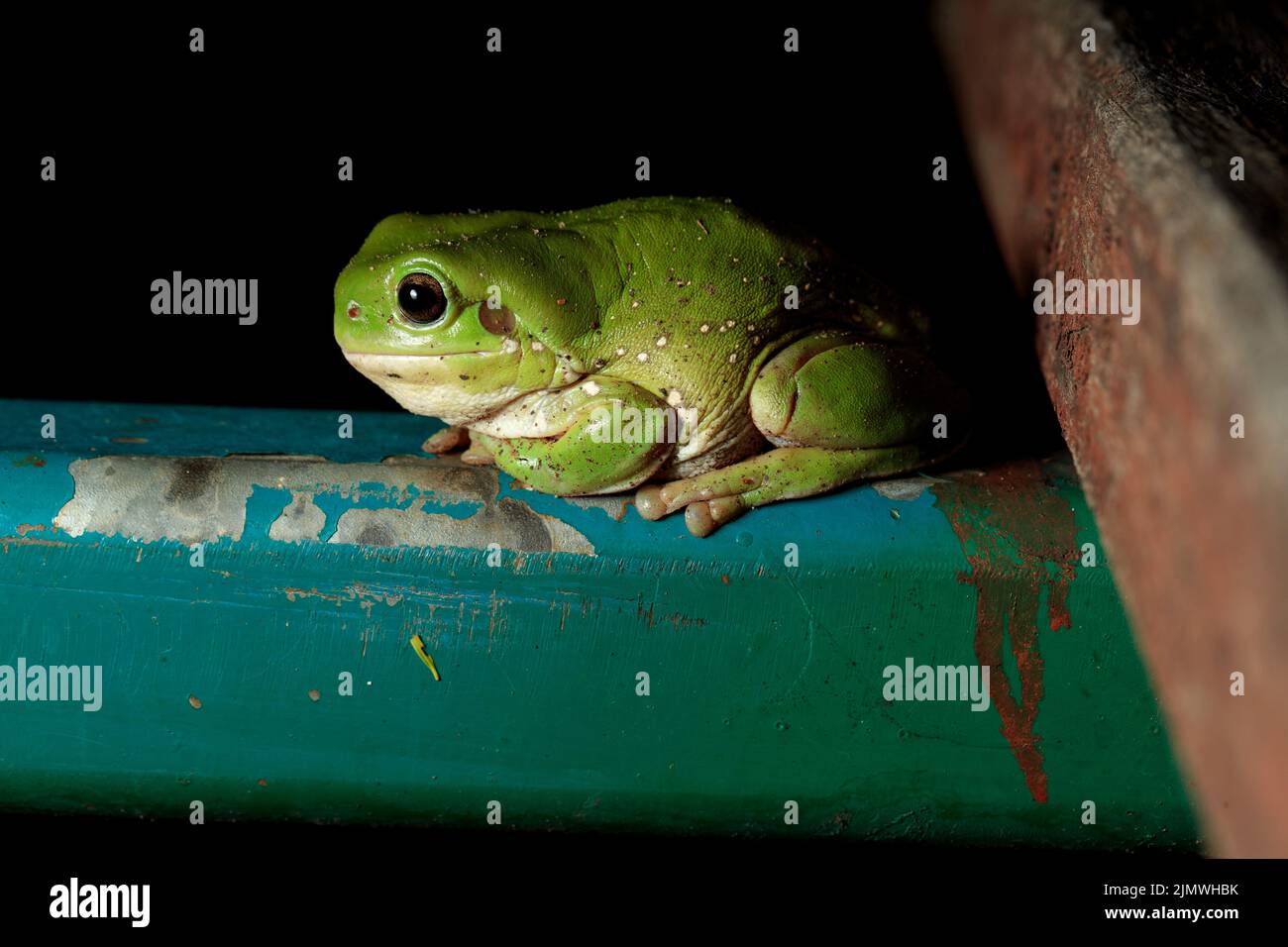 Green Tree Frog (Litoria caerulea Stock Photo - Alamy