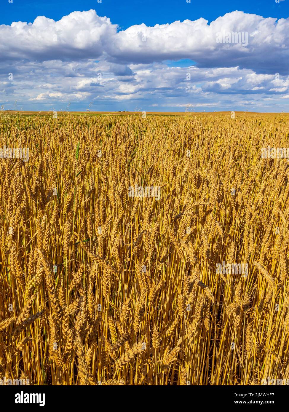 A golden field of ripening wheat on the Canadian prairies Stock Photo ...