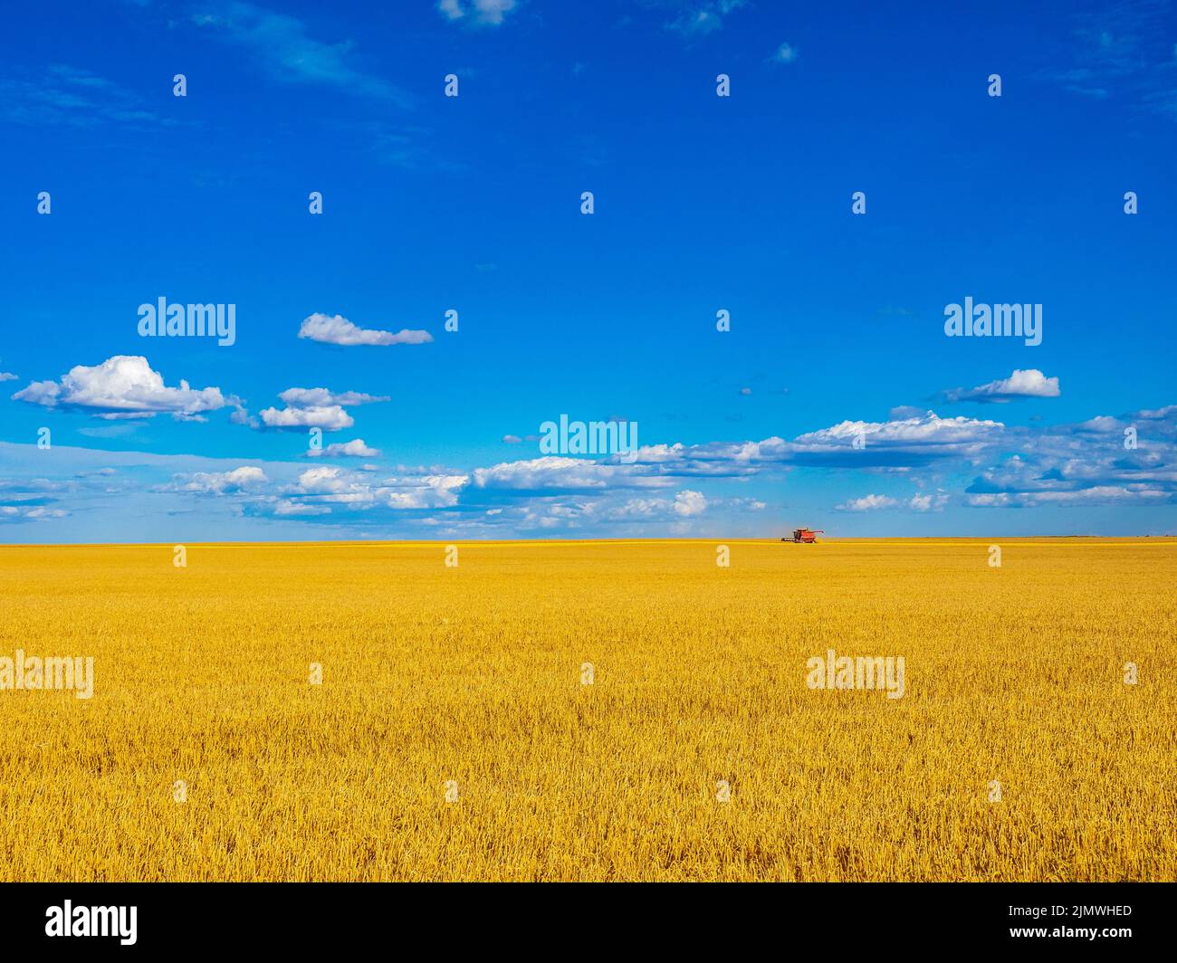 Harvesting grain on the Canadian prairies Stock Photo - Alamy