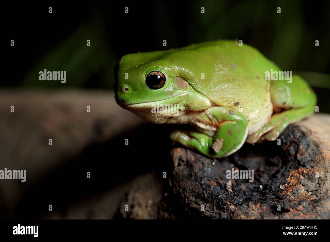 Green Tree Frog (Litoria caerulea Stock Photo - Alamy
