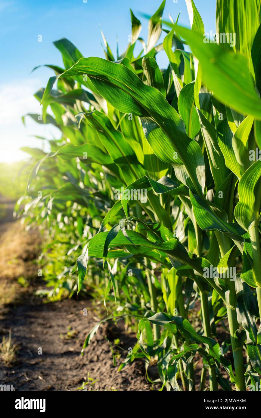 Through maize hi-res stock photography and images - Alamy