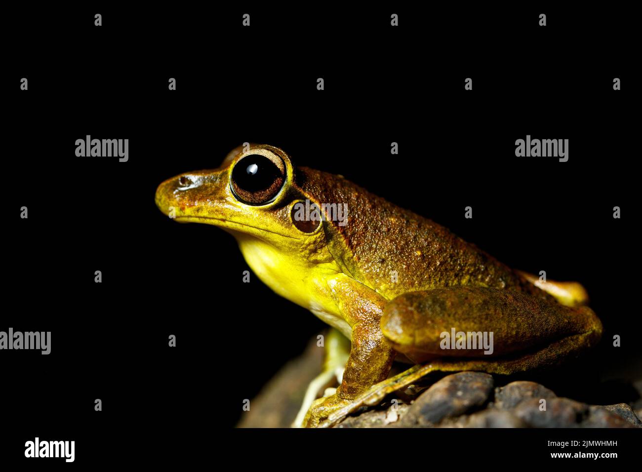 Eastern Stony Creek Frog (Litoria wilcoxii) resting on a rock in ...