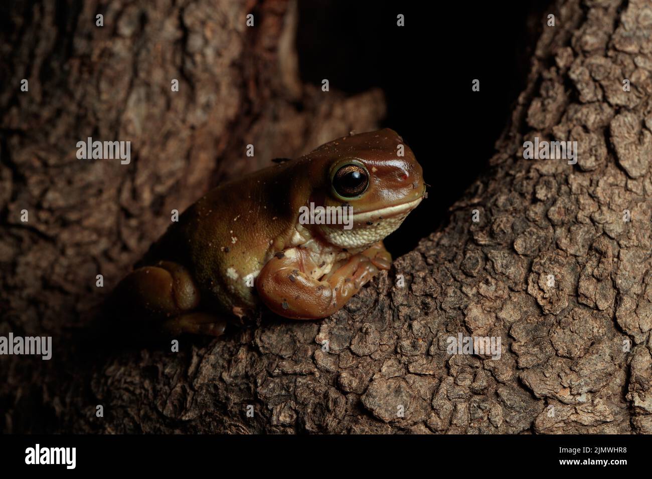 Green Tree Frog (Litoria caerulea Stock Photo - Alamy