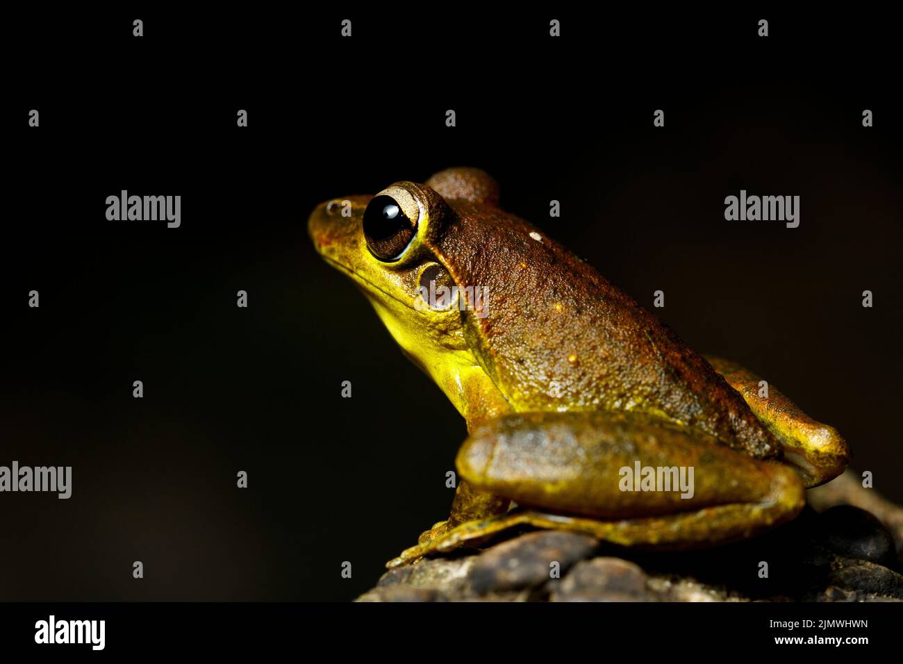 Eastern Stony Creek Frog (Litoria wilcoxii) resting on a rock in ...