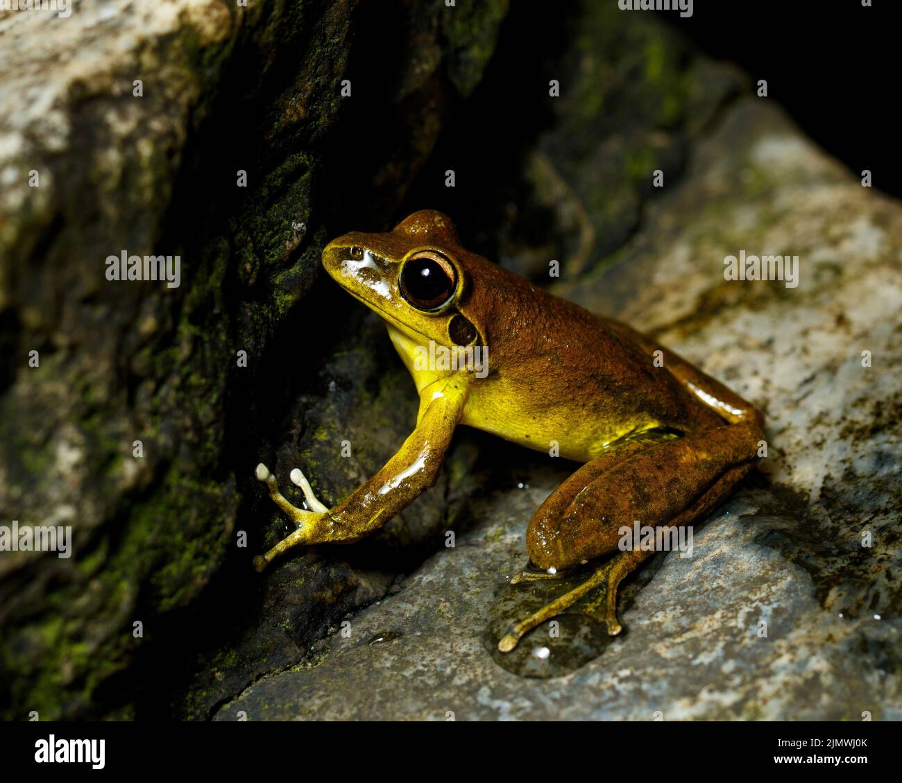 Eastern Stony Creek Frog (Litoria wilcoxii) resting on a rock in ...
