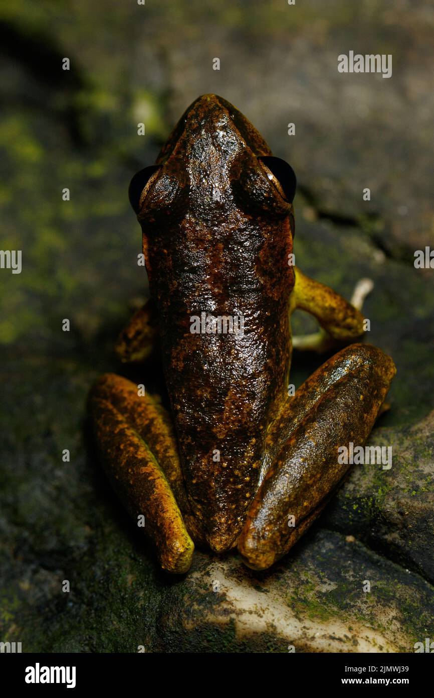 Eastern Stony Creek Frog (Litoria wilcoxii) resting on a rock in ...