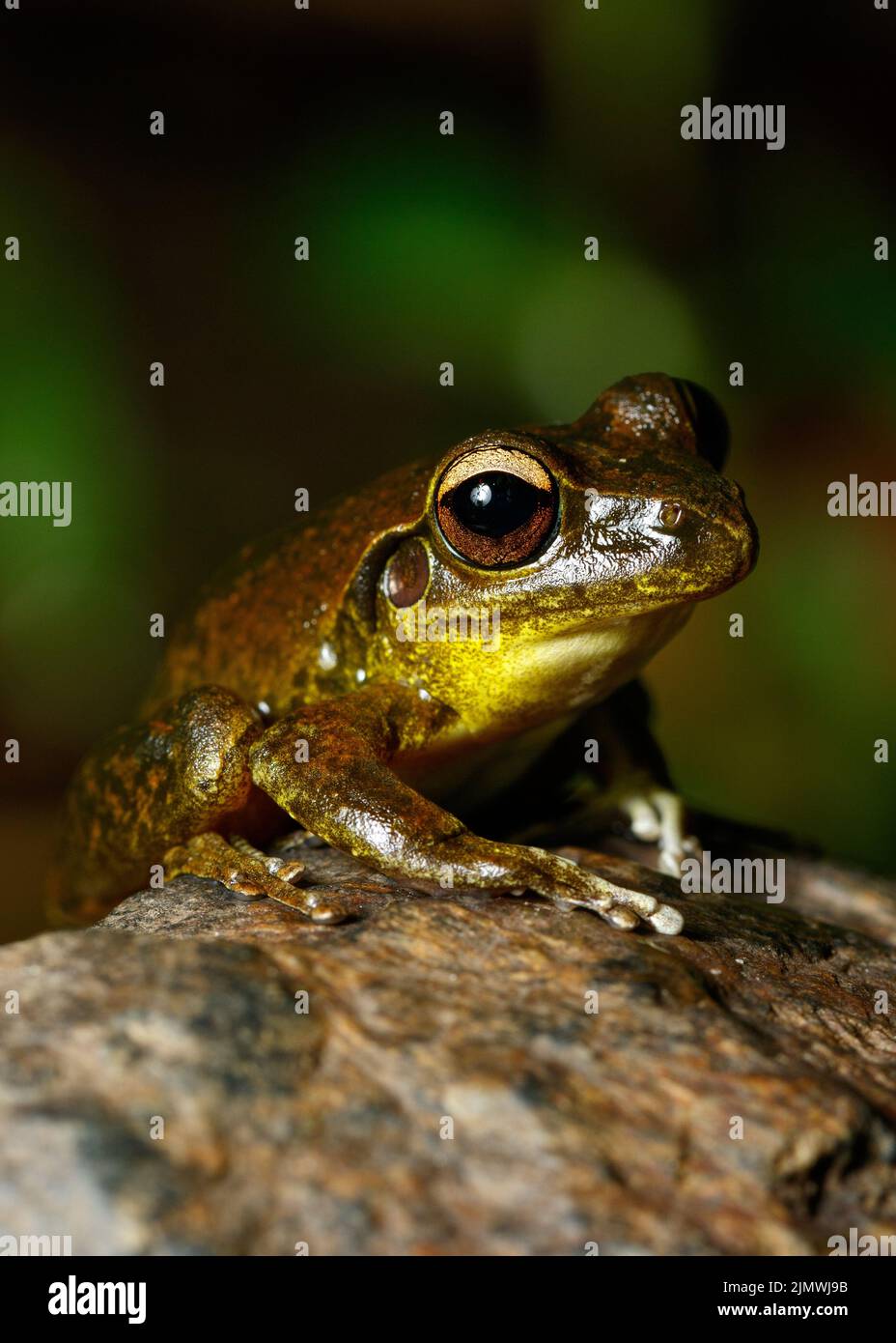 Eastern Stony Creek Frog (Litoria wilcoxii) resting on a rock in ...