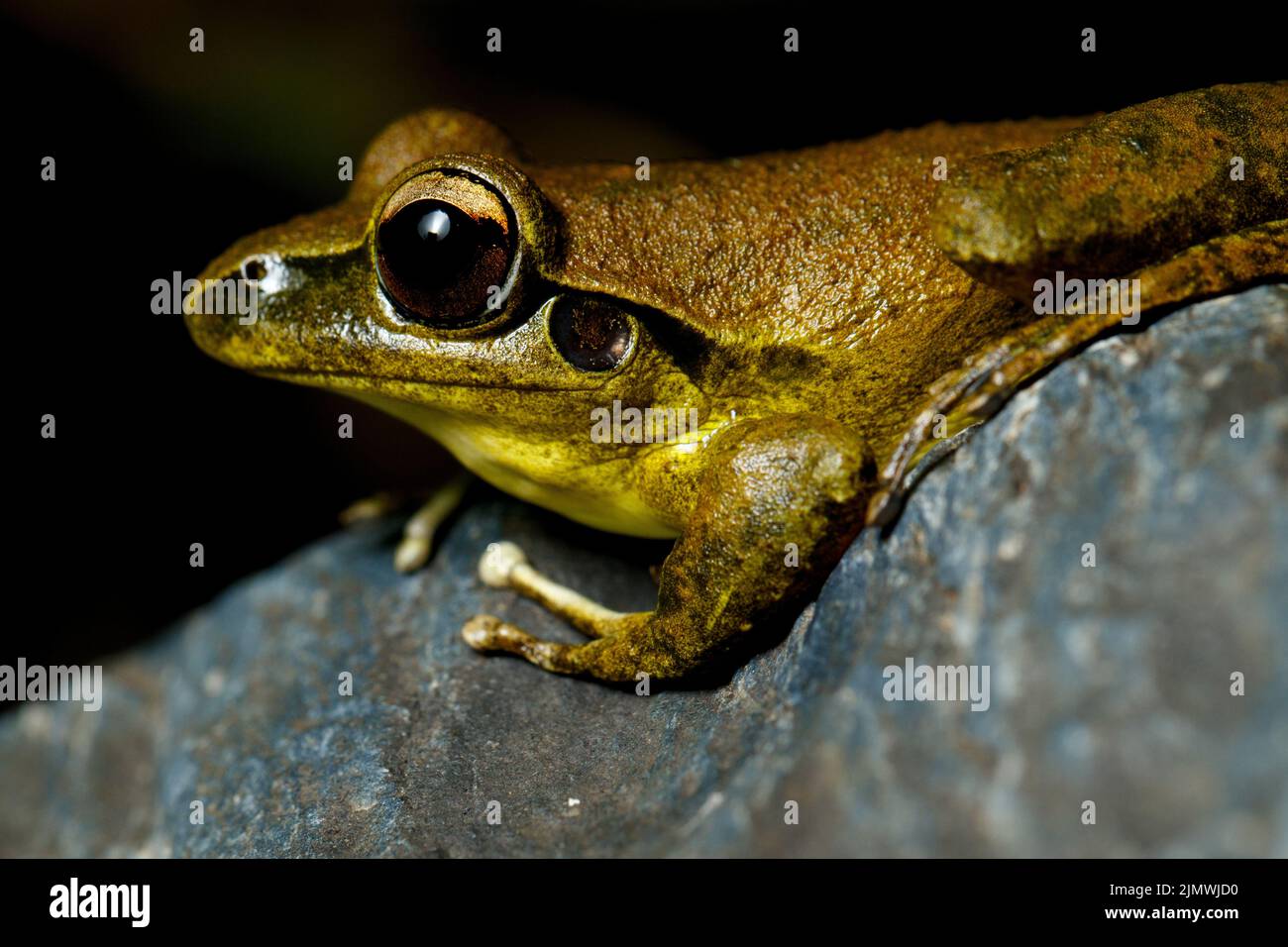 Eastern Stony Creek Frog (Litoria wilcoxii) resting on a rock in ...