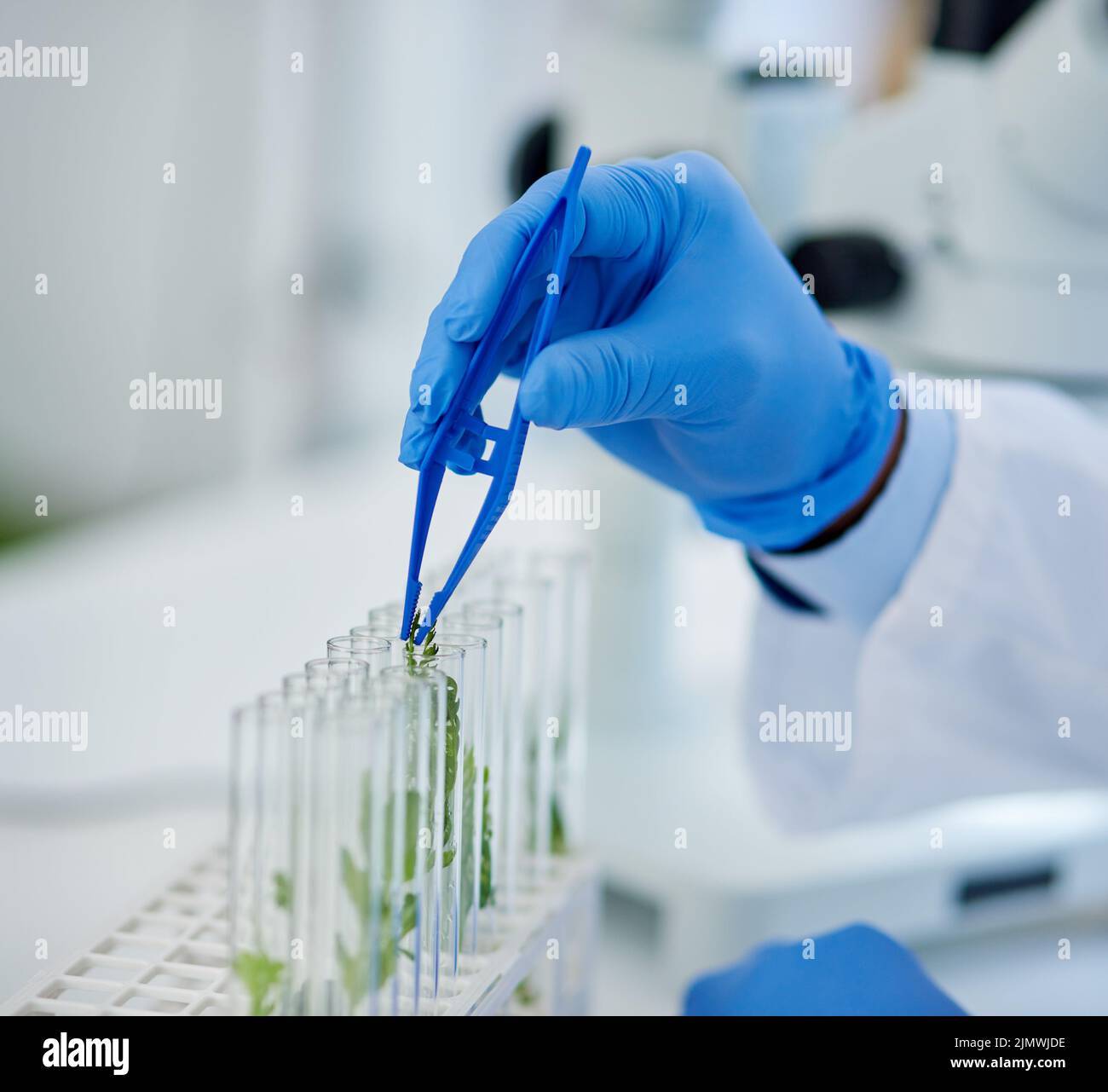 They are growing really fast. Closeup of an unrecognizable scientist ...