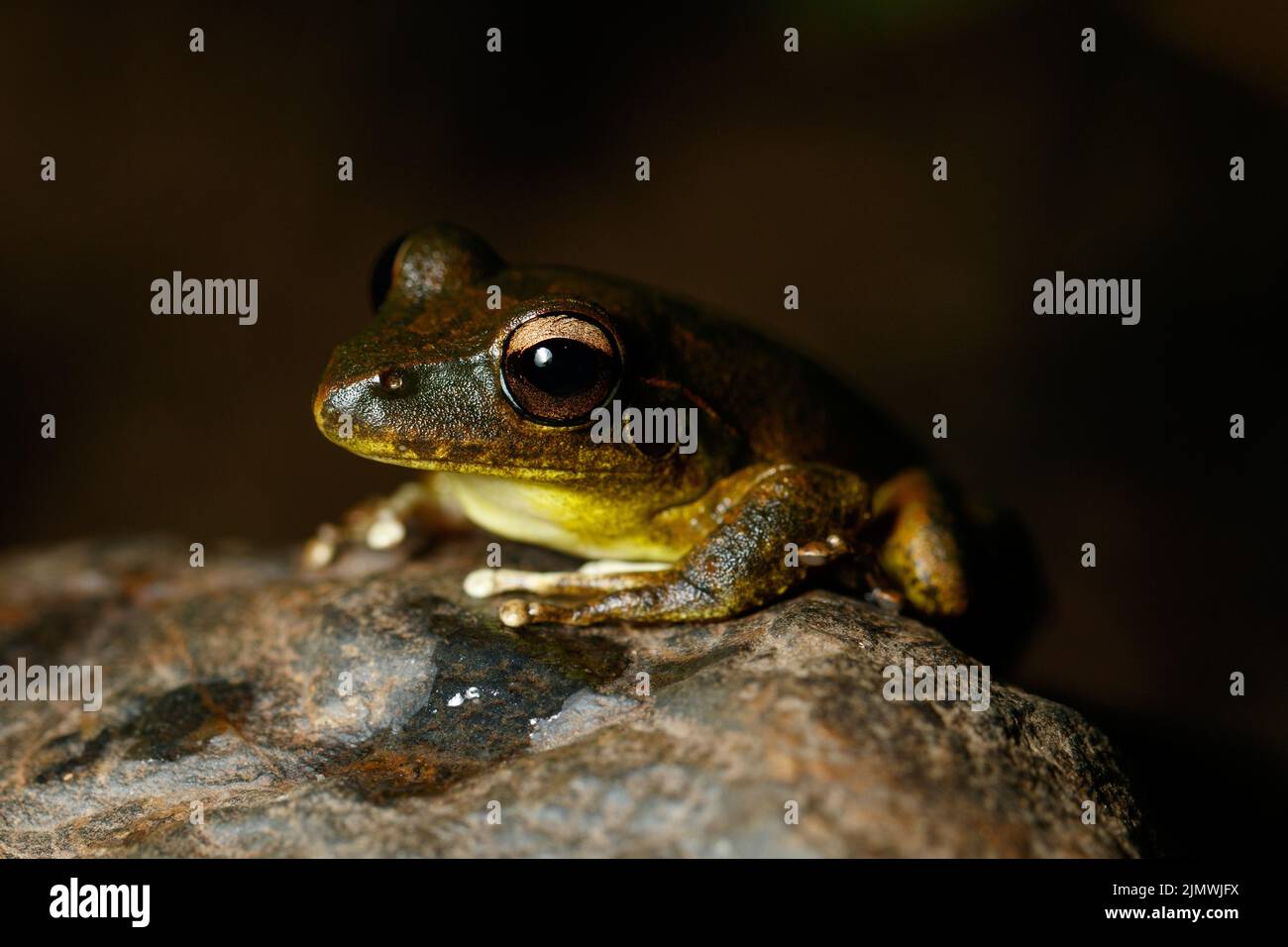 Eastern Stony Creek Frog (Litoria wilcoxii) resting on a rock in ...