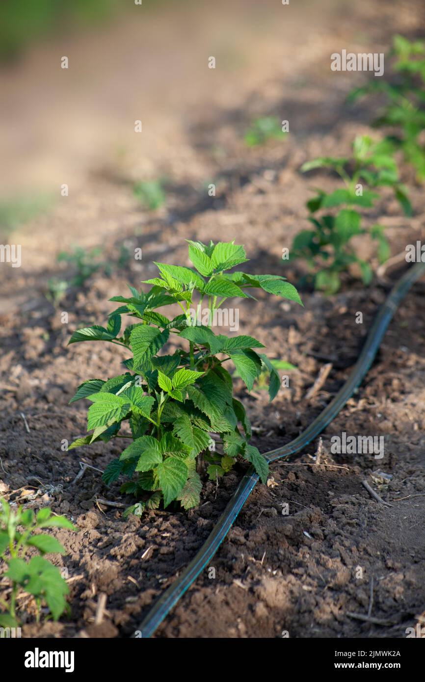 Drip irrigation of raspberry stems with a water hose. Wet soil from watering with drip tape ...