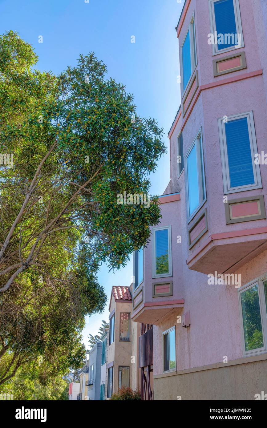Columnar trees at the front of houses in San Francisco, California ...