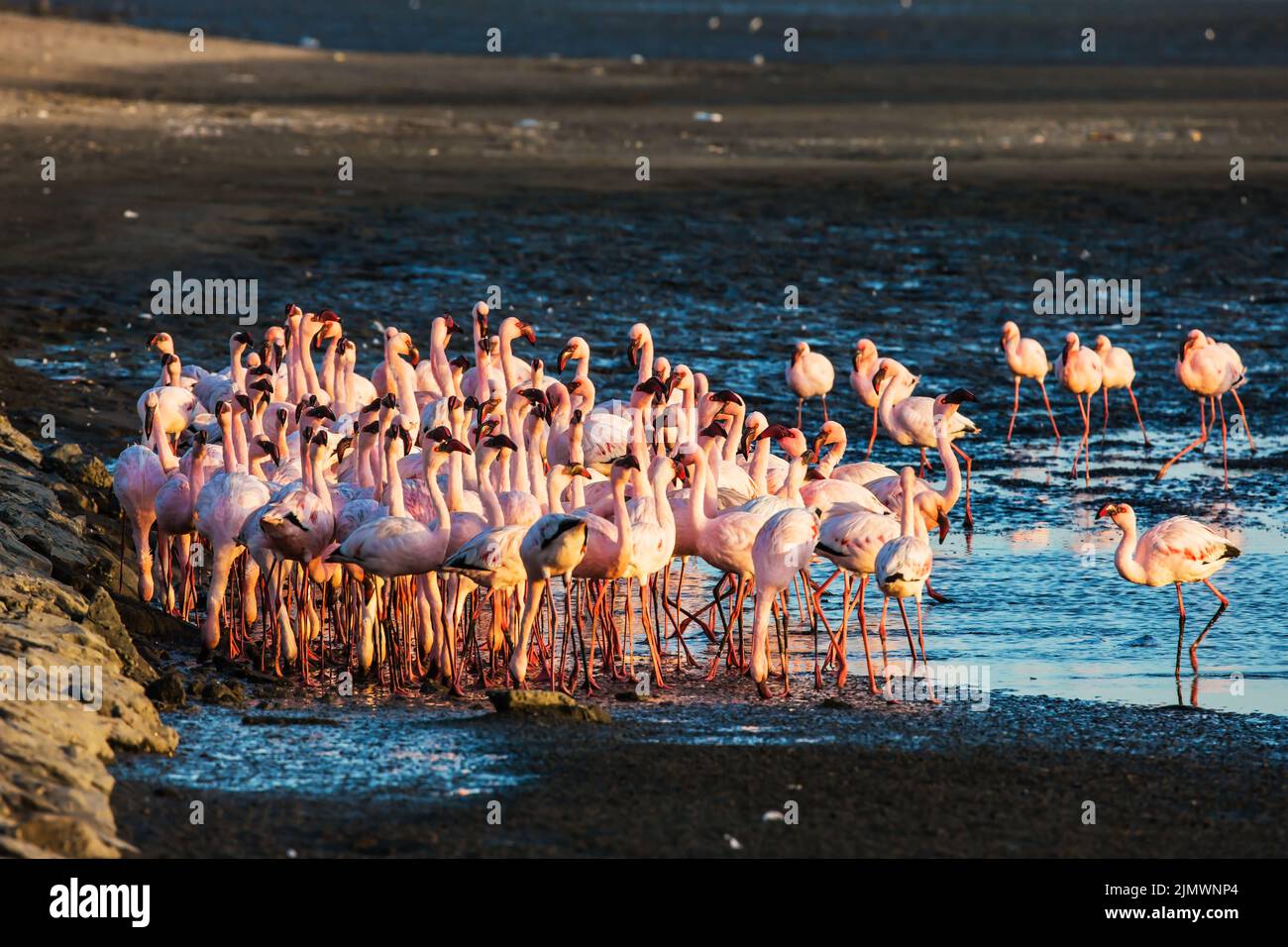 Shallow water environment hi-res stock photography and images - Alamy