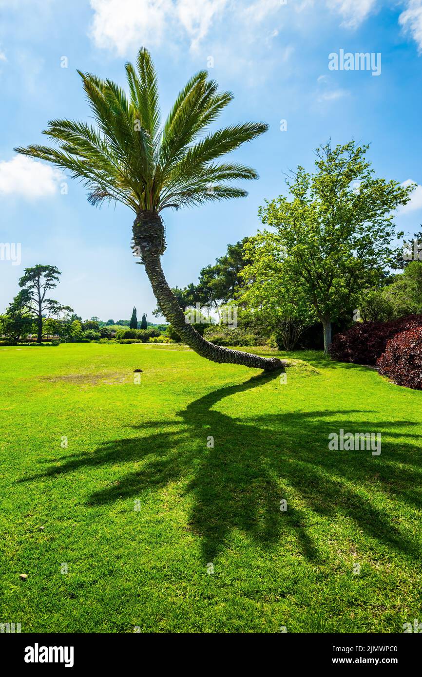 Picturesque curved huge palm tree Stock Photo - Alamy