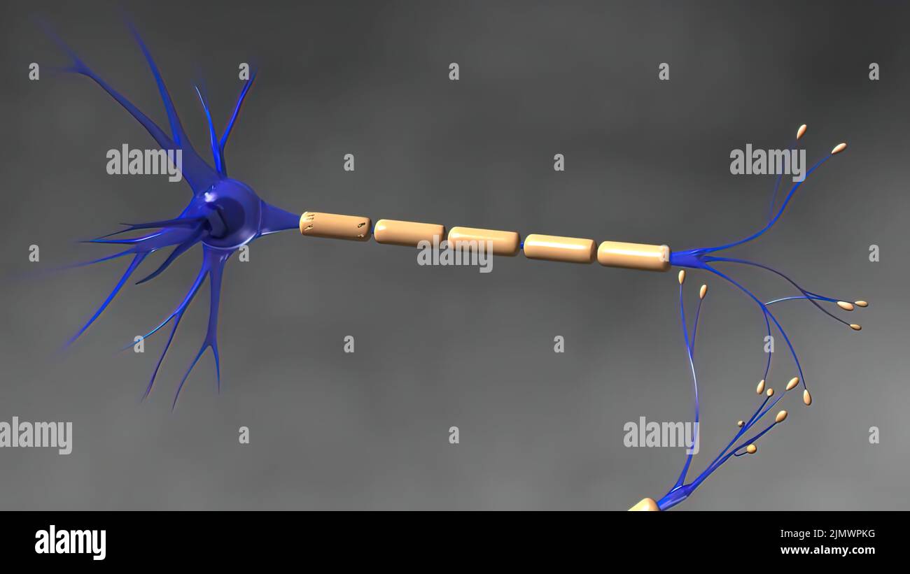 Human brain neuron hi-res stock photography and images - Alamy