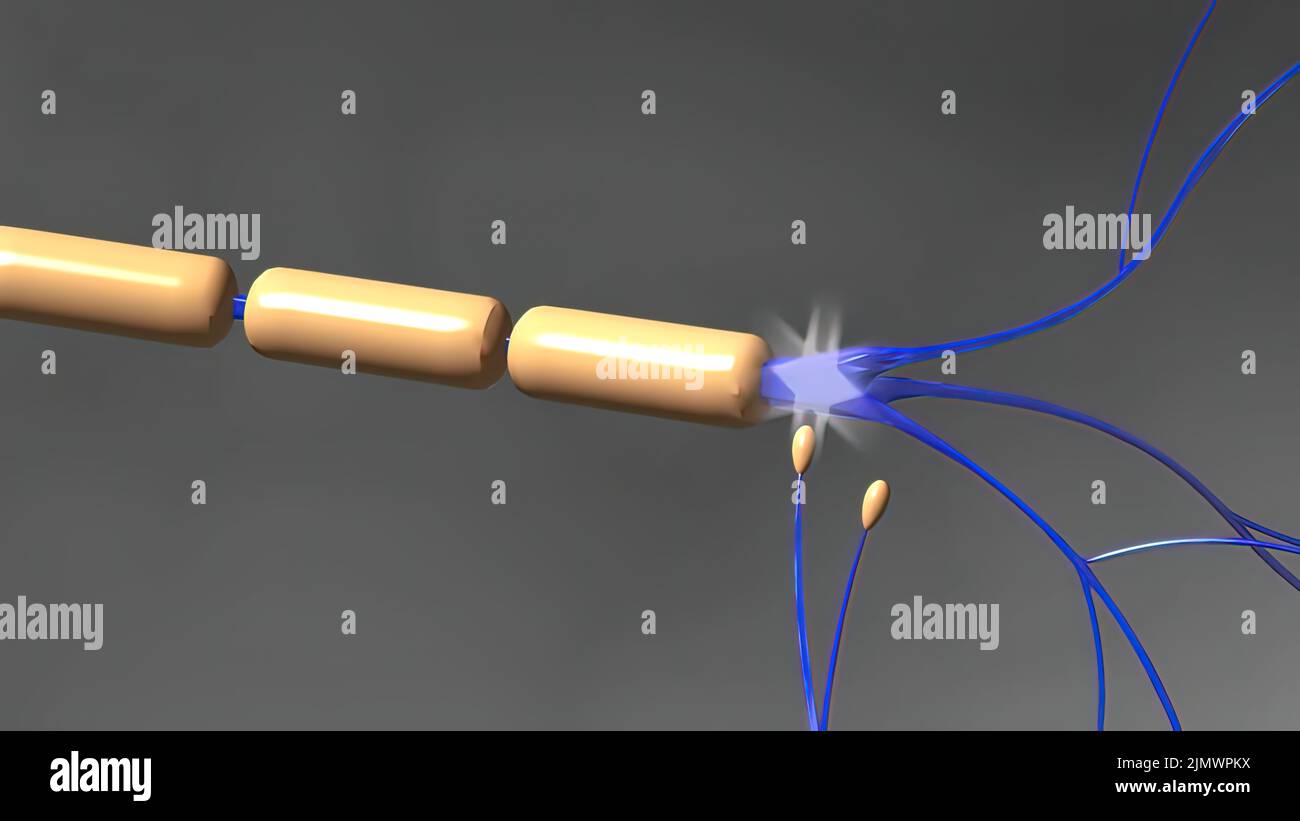 Human brain neurons hi-res stock photography and images - Alamy