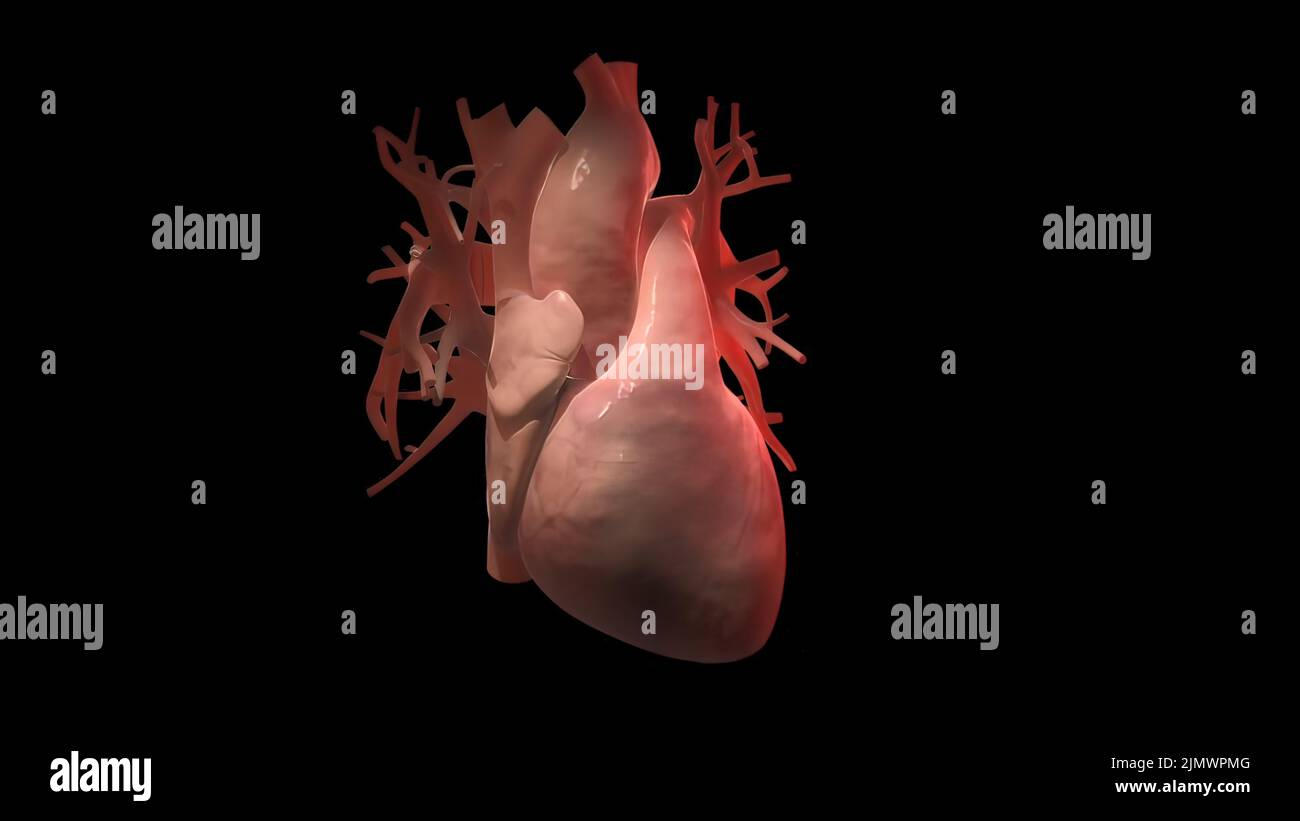 Heart anatomy interior hi-res stock photography and images - Alamy