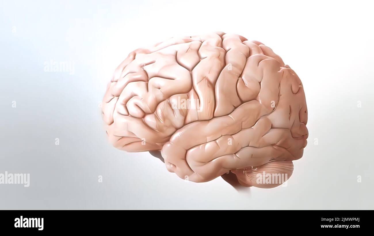 Human brain neurons hi-res stock photography and images - Alamy