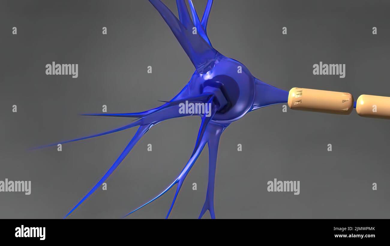 Human brain neurons hi-res stock photography and images - Alamy